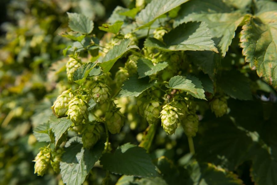 Unser Bio-Hopfen für 100 % Bio-Bier | Neumarkter Lammsbräu